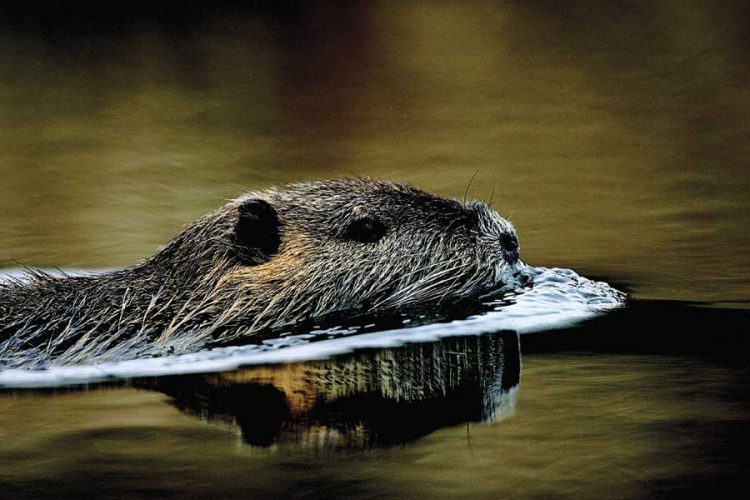 North American Beaver Facts - Grit